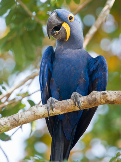 Polly Parrot Movie